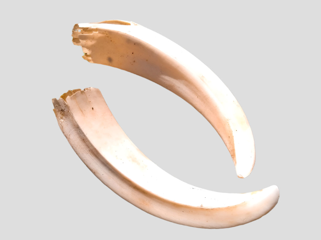 Pork teeth gips farm fresh delivered pork teeth all India best teeth ...